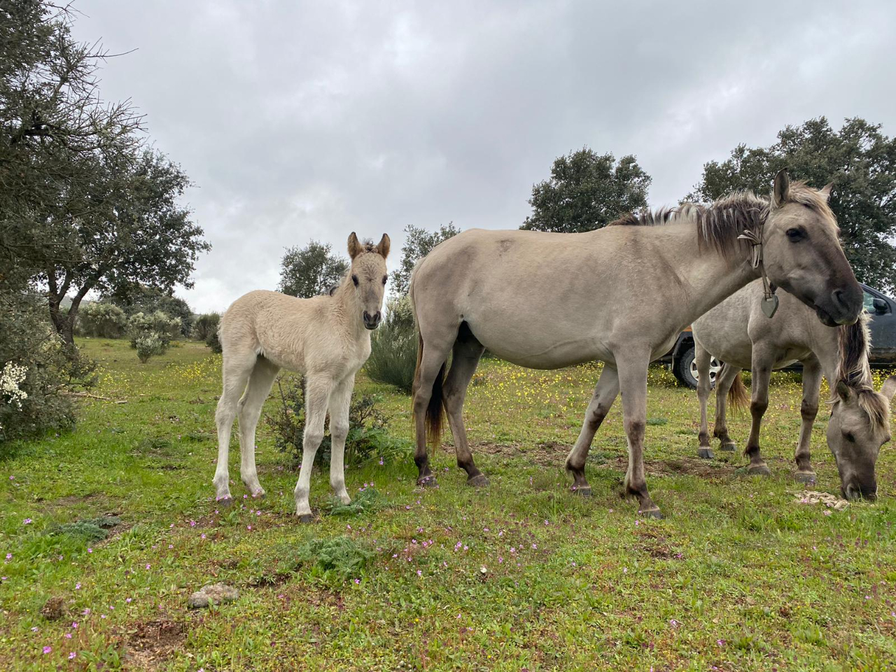 Nasceu o primeiro cavalo Sorraia, tens até às 24h para ajudar a ...